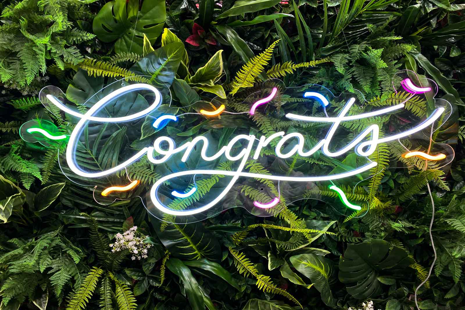Congrats Neon Sign for hire – Mad Dog Backdrops